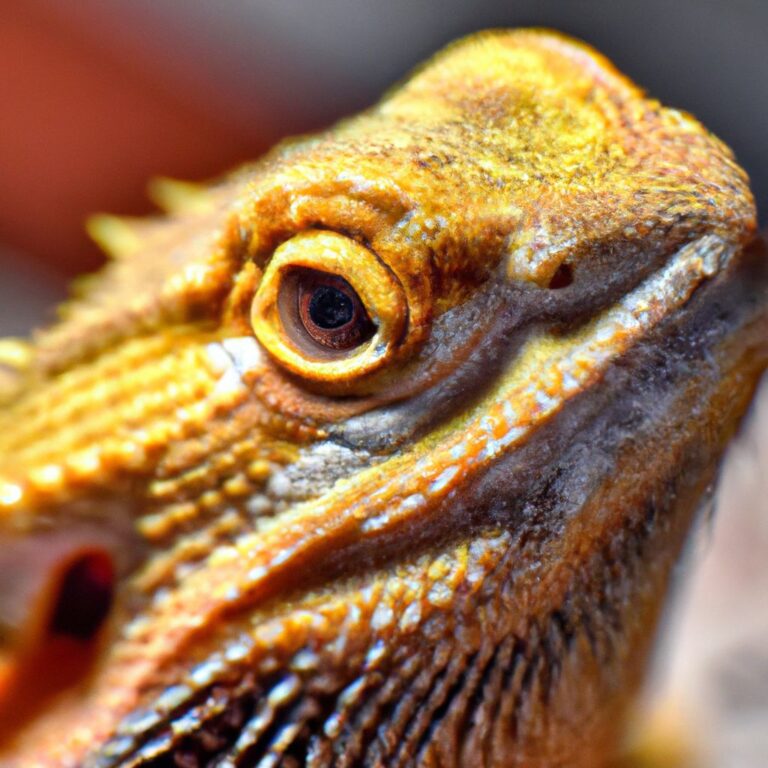 How Rare Are Yellow Bearded Dragons - onlinebeardeddragoncare.com
