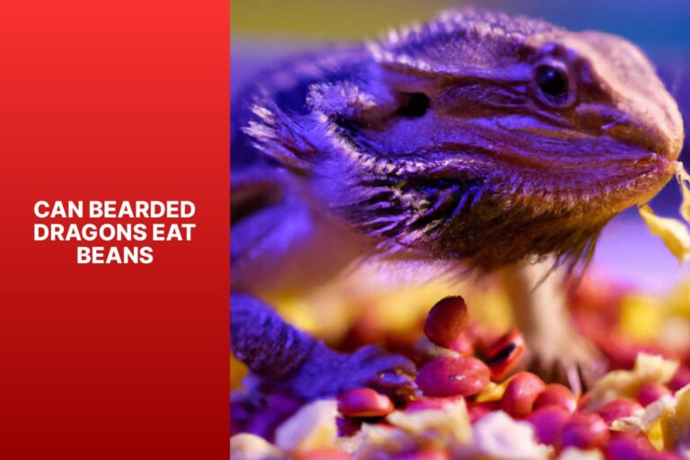 Can Bearded Dragons Eat Beans - onlinebeardeddragoncare.com