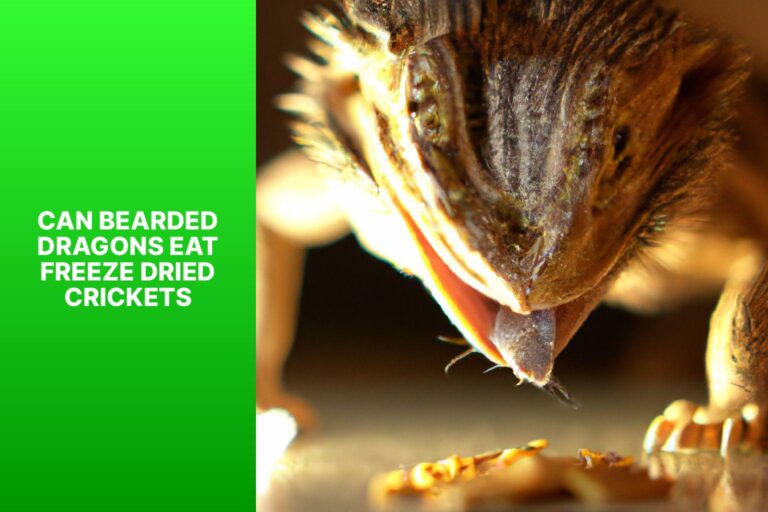 Can Bearded Dragons Eat Freeze Dried Crickets - onlinebeardeddragoncare.com