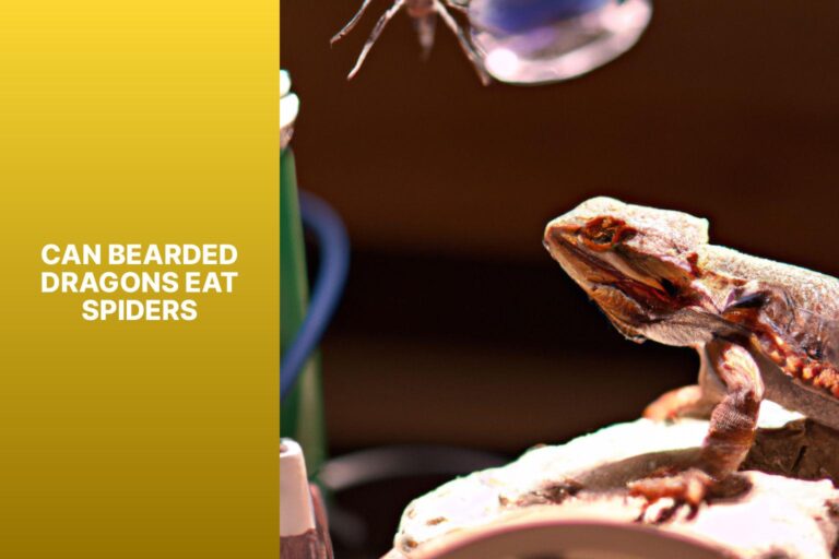 Can Bearded Dragons Eat Spiders - onlinebeardeddragoncare.com